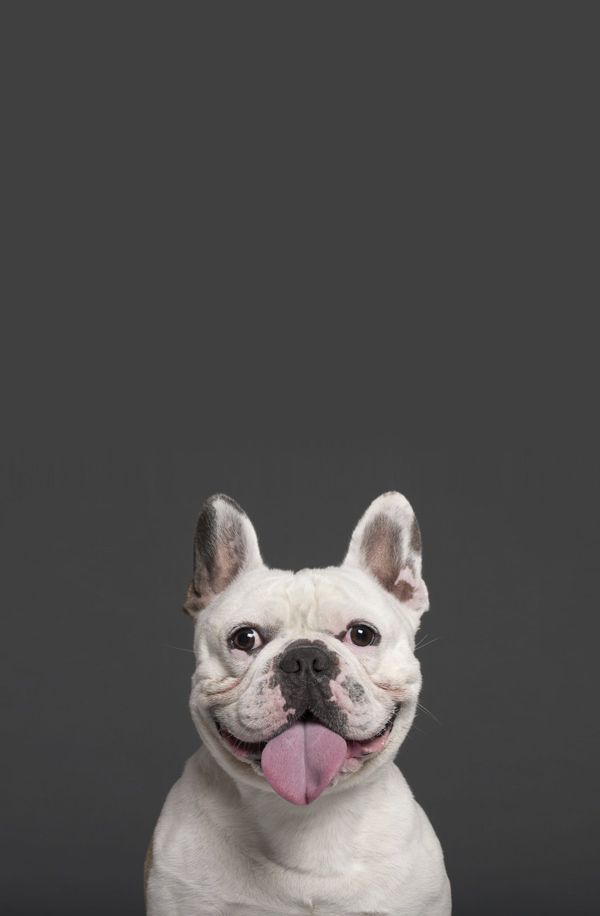 perrito - Happy Swallow - Camas para perros - Camas perros