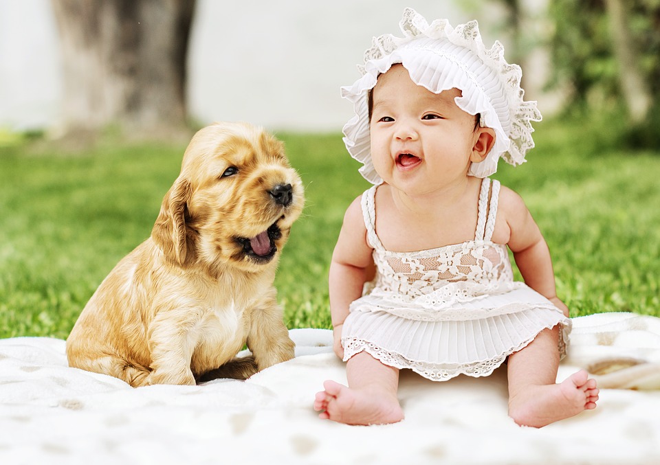 Perros y bebés: Consejos para una buena convivencia - Happy Swallow